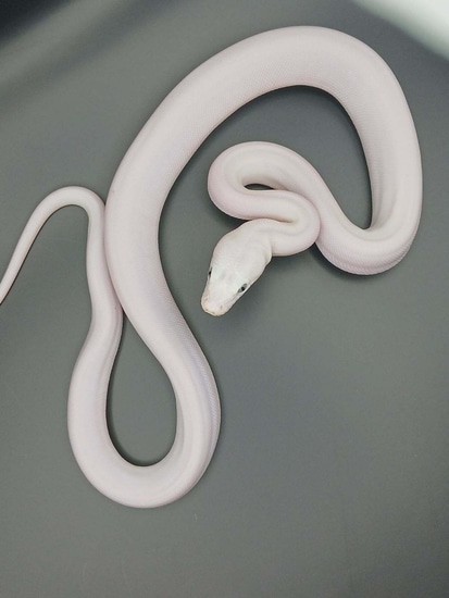 Golden Child Cow Het Purple Albino Reticulated Python by American ...