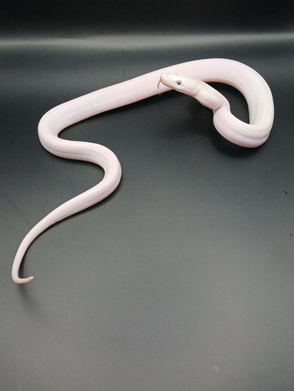 Golden Child Cow Het Purple Albino Reticulated Python by American ...