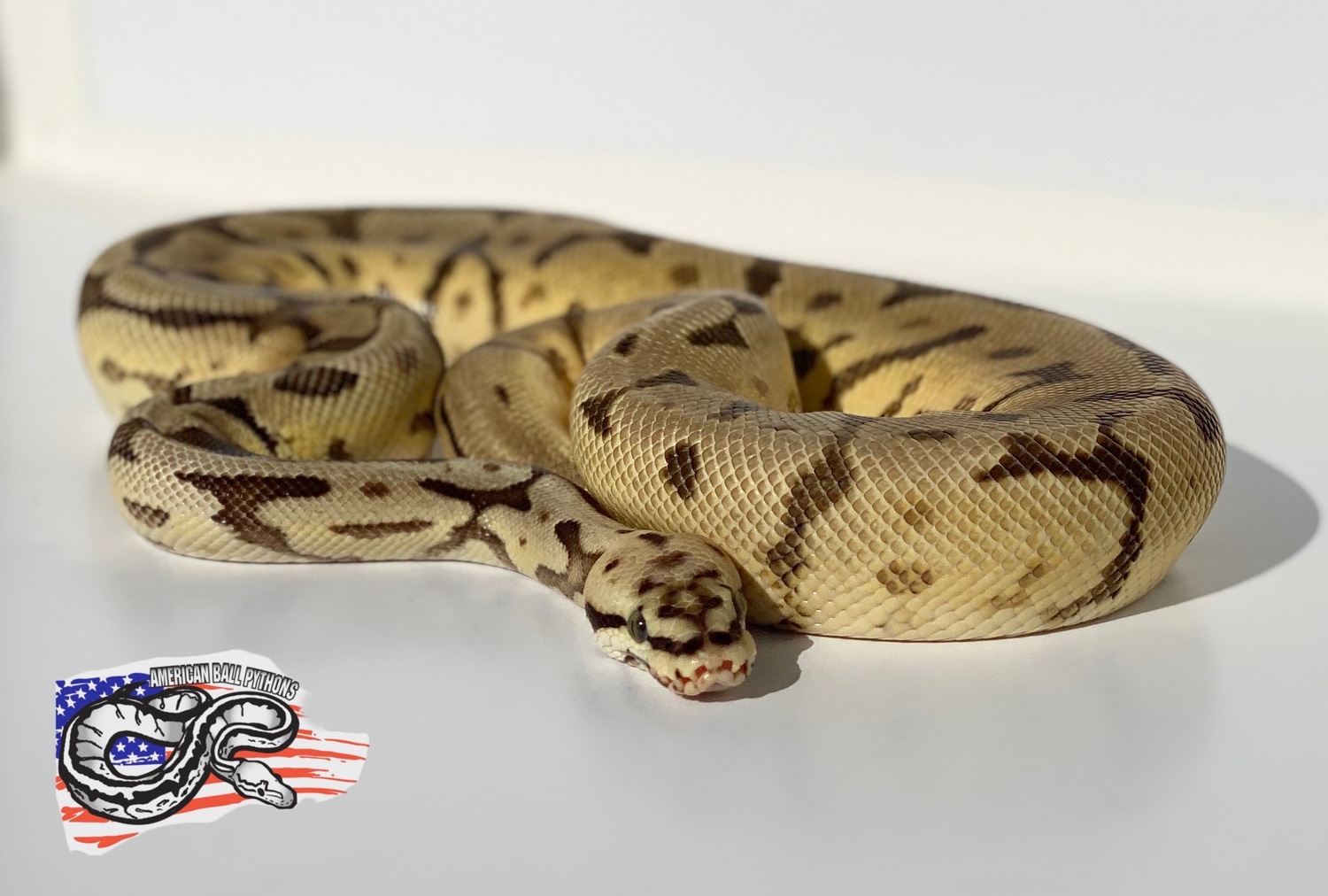 Pastel Leopard Spider 66% Het Ghost Ball Python by American Ball ...