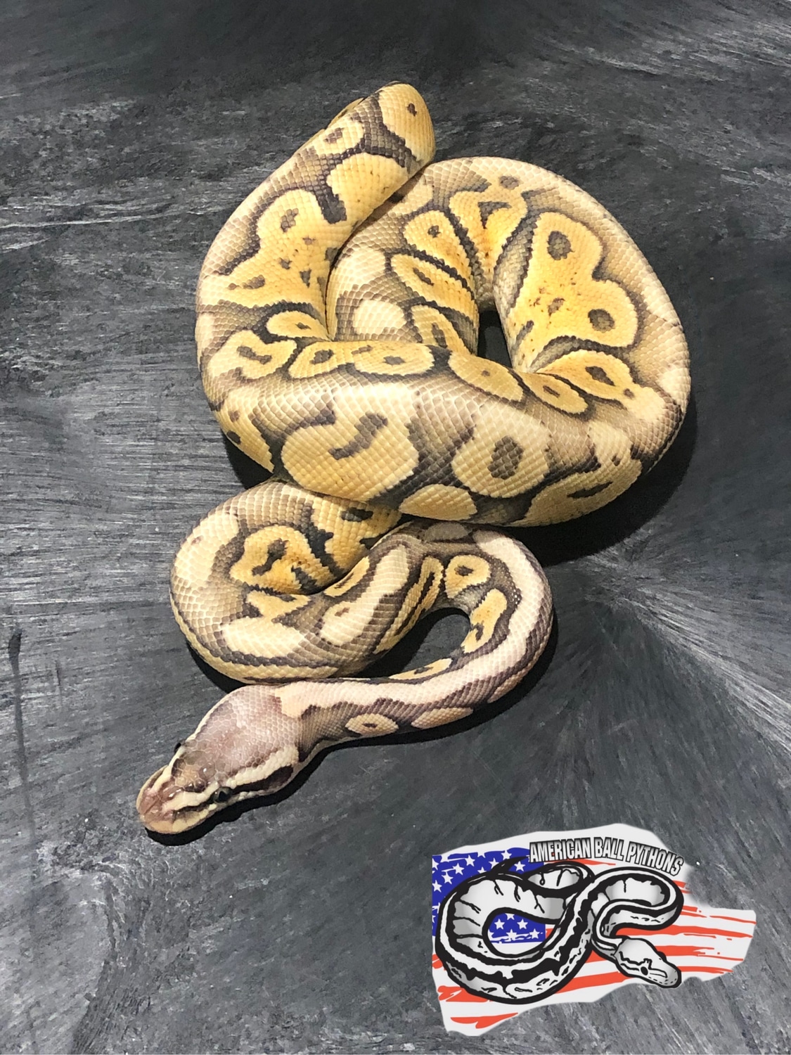 Super Pastel Ghost Ball Python by American Ball Pythons - MorphMarket
