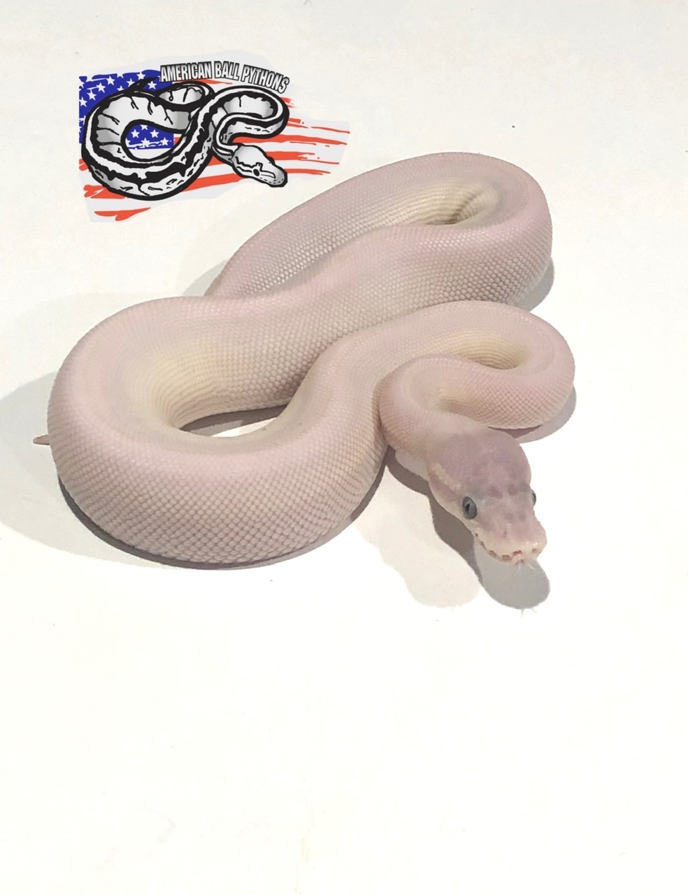 Super Mojave Blue Eyed Leucistic 100% Het Ghost Ball Python by American ...