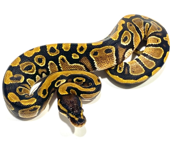 Zuwadi 100% Het Pied Ball Python by American Ball Pythons