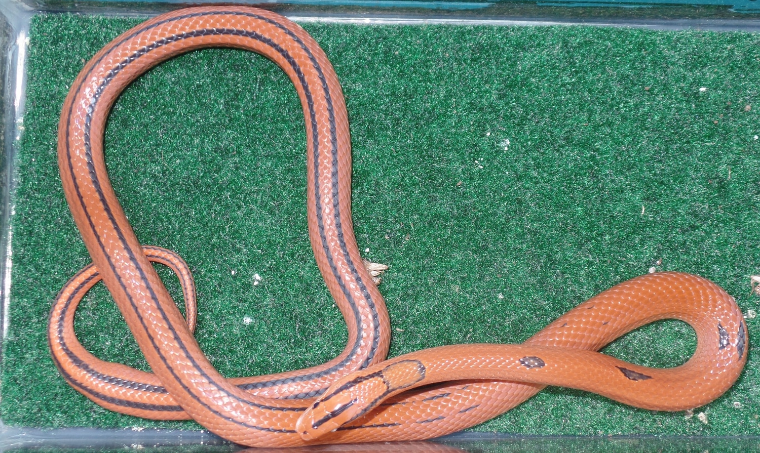 2016 Vanishing Stripe (O.Coxi) Bamboo Rat Snake by American Bred ...