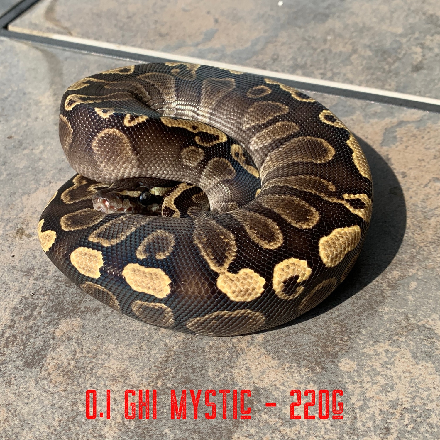 GHI Mystic 66% Het Lavender #SD-337 Ball Python by Striking Distance ...