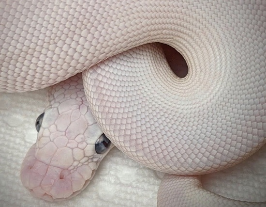 Blue Eyed Lucy Poss Pastel/YB Ball Python by American Alleles