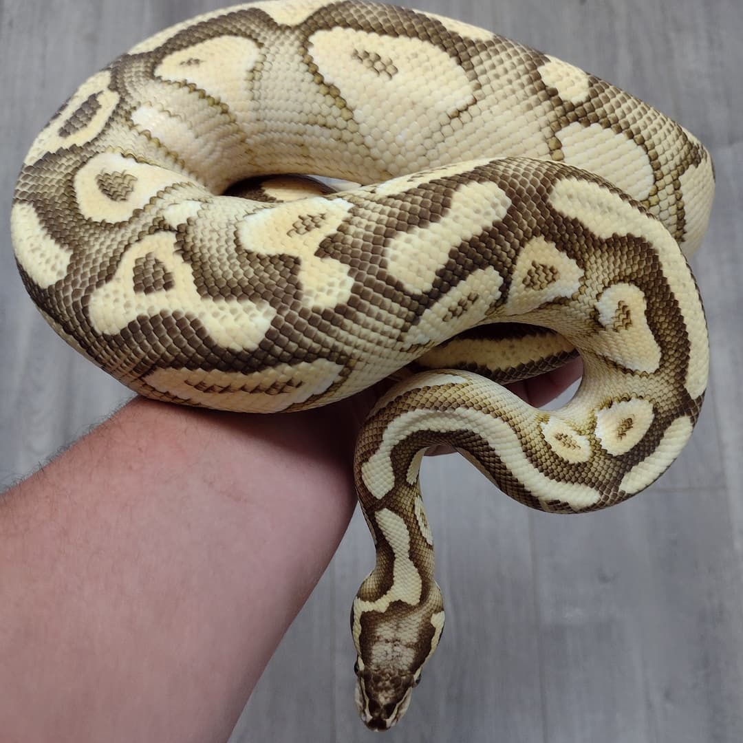 Proven Pastel Butter Yellow Belly Ball Python by American Alleles ...