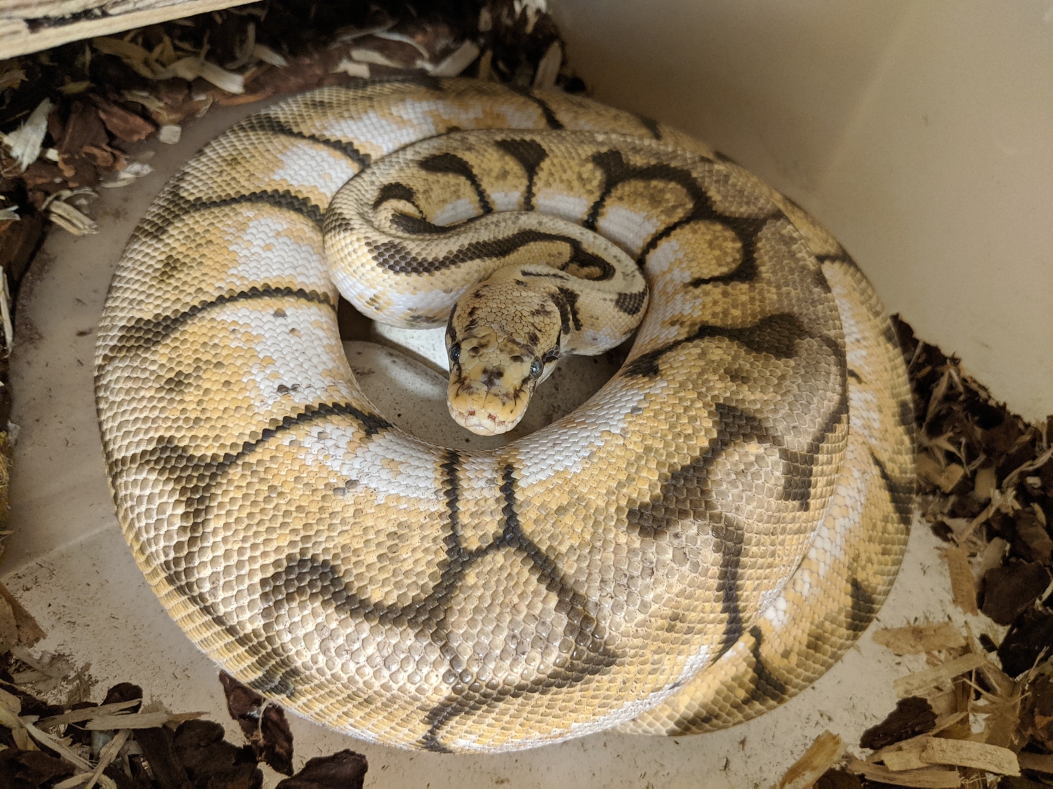 Proven Killer Bee Ball Python by American Alleles - MorphMarket