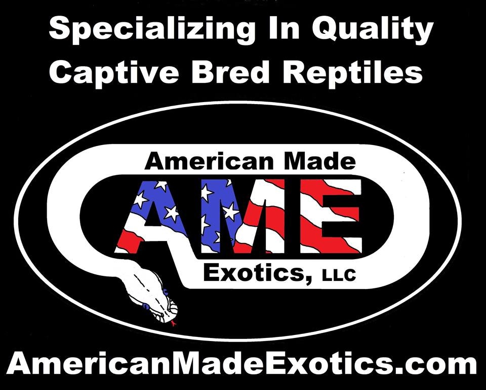 Ball Python Clutch: 23BPc2 by American Made Exotics, LLC - MorphMarket