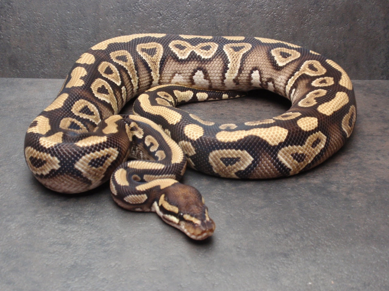 Phantom Yellowbelly Ball Python by American Made Exotics, LLC - MorphMarket