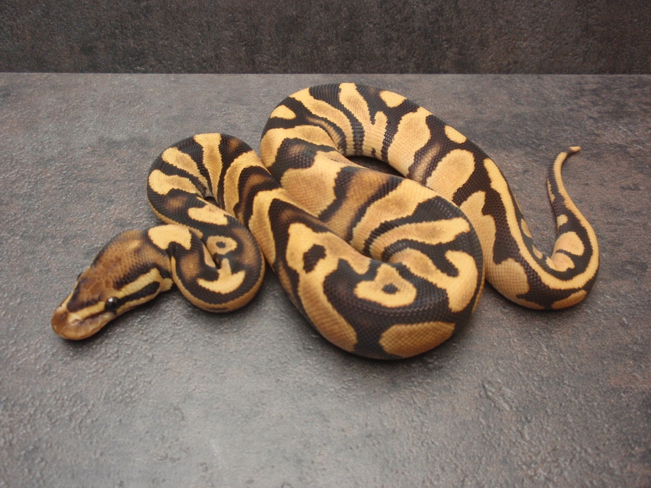 Fire Orange Dream Ball Python by American Made Exotics, LLC - MorphMarket