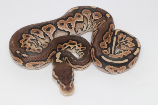 Cinnamon Special Ball Python by American Made Exotics, LLC