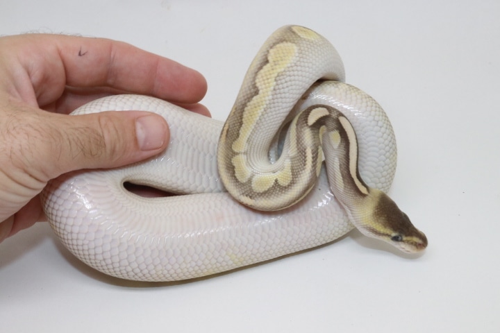 Cinnamon Dark Crystal Ball Python by American Made Exotics, LLC ...