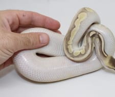 Cinnamon Dark Crystal Ball Python by American Made Exotics, LLC ...