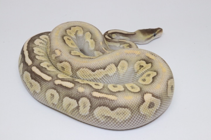 Cinnamon Dark Crystal Ball Python by American Made Exotics, LLC ...