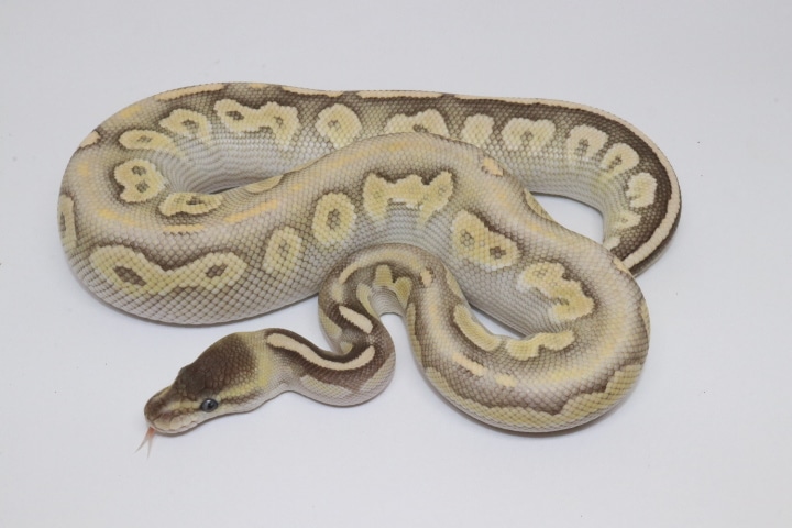 Cinnamon Dark Crystal Ball Python by American Made Exotics, LLC ...