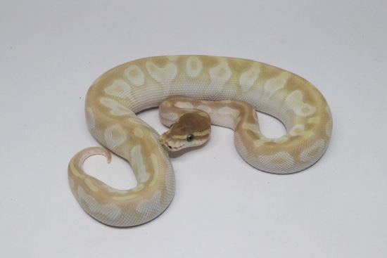 Crystal Ball Python by American Made Exotics, LLC