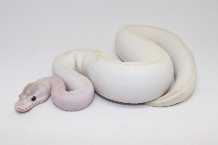 Ivory (Pos Phantom) Ball Python by American Made Exotics, LLC - MorphMarket