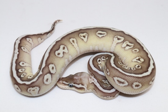 Hidden Gene Woma Butter Pastel Ball Python by American Made Exotics, LLC
