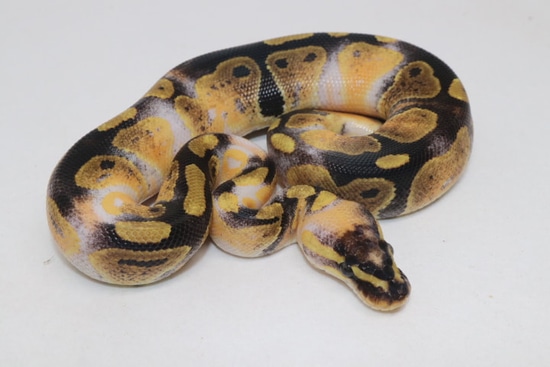 Paradox Het Lavender/Lavender Ball Python by American Made Exotics, LLC