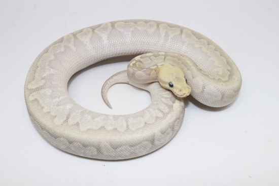 Bamboo Pewter (Pos Bamboo Sterling) Ball Python by American Made Exotics, LLC