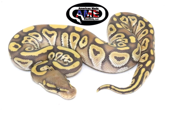 Orange Ghost Mojave Ball Python by American Made Exotics, LLC