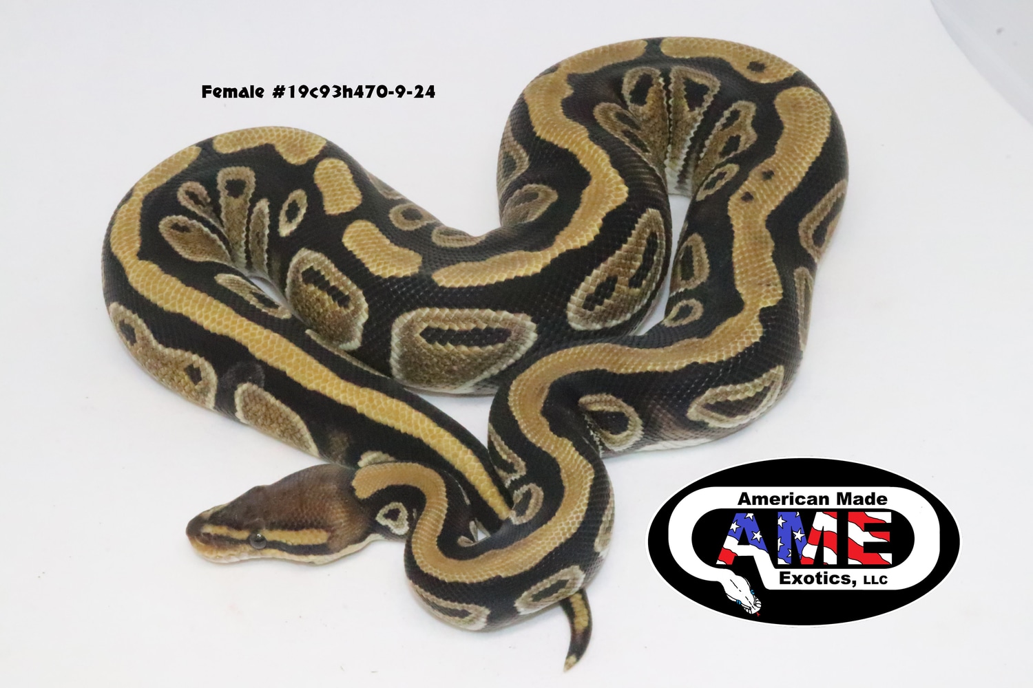 Cypress Ball Python by American Made Exotics, LLC - MorphMarket