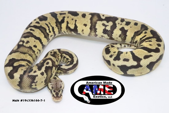 Acid Firefly Ball Python by American Made Exotics, LLC