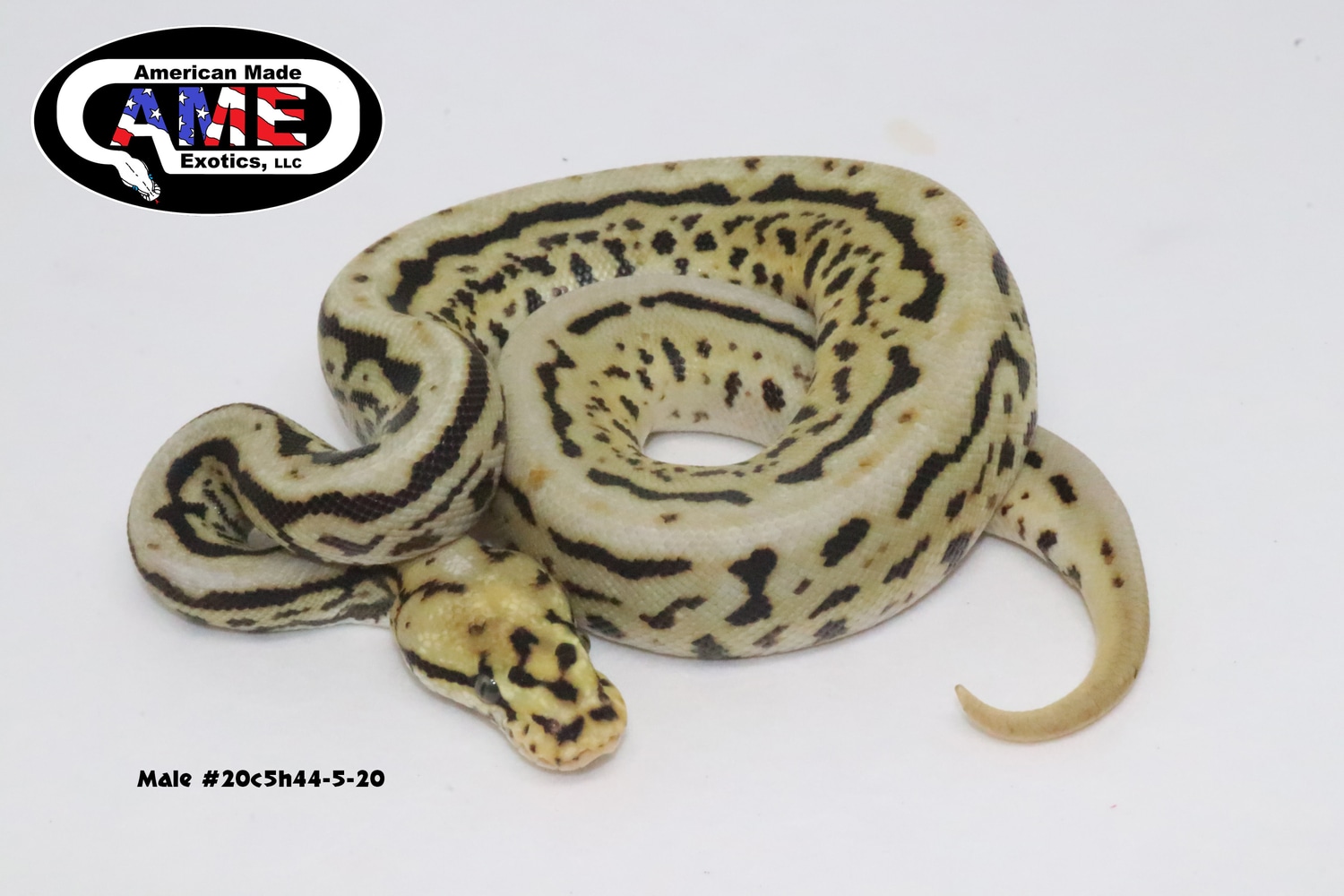 Super Spotnose Leopard 100% Het Clown (Possible Fire / Possible Orange ...