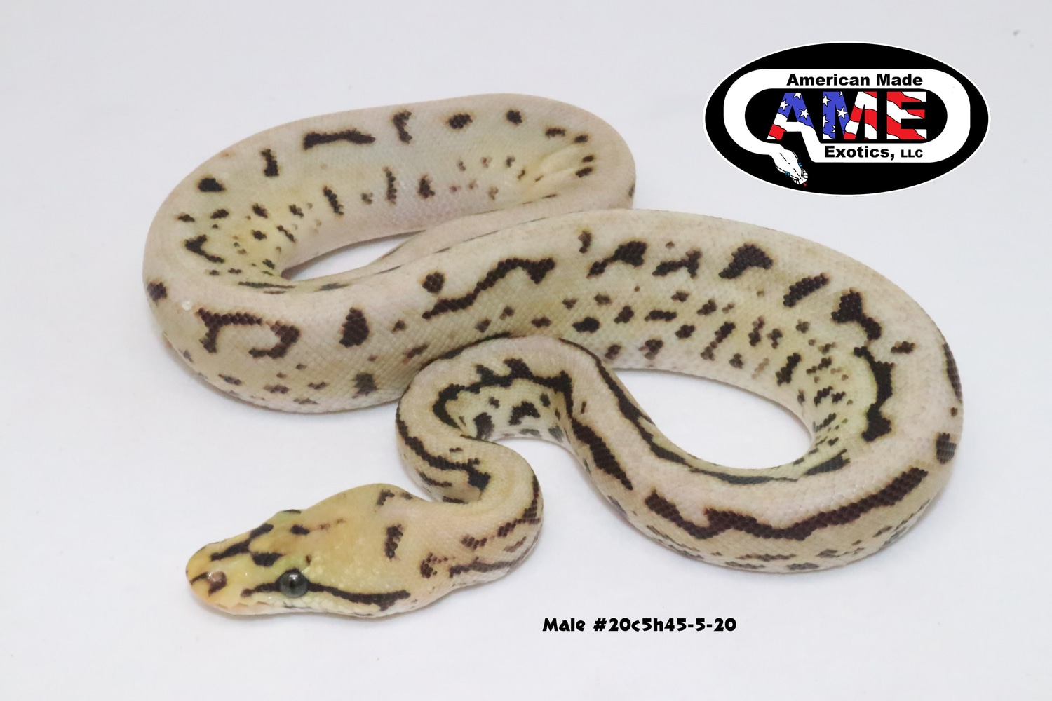 Super Spotnose Leopard 100% Het Clown (Possible Fire / Possible Orange ...