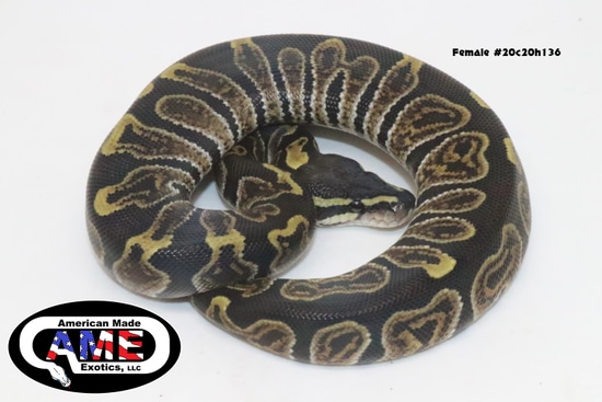 Ghi 100% Het Jolliff Axanthic 66% Pos Het Albino Ball Python by ...
