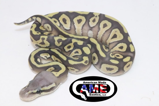 Ghost Pastave 100% Het Desert Ghost Ball Python by American Made Exotics, LLC