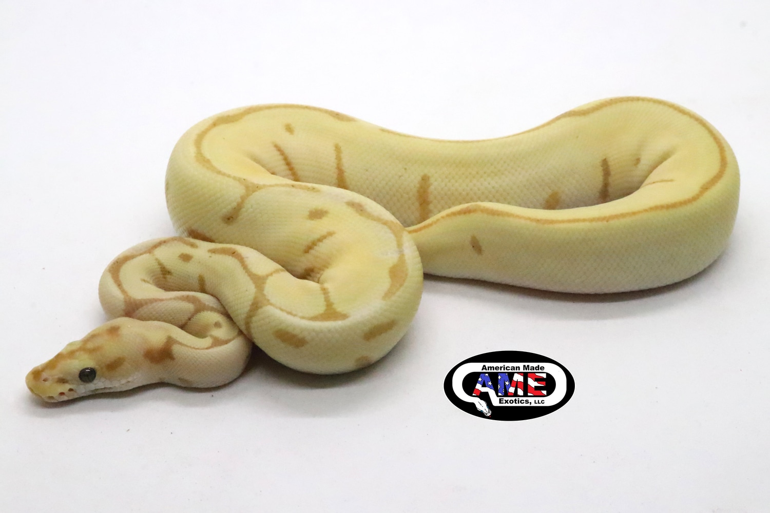 Clown Banana Leopard Spider Ball Python by American Made Exotics, LLC ...