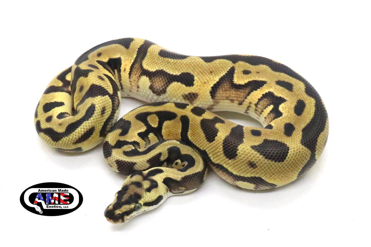 Enchi Leopard Pastel 100% Het Clown 100% Het Pied Ball Python by ...