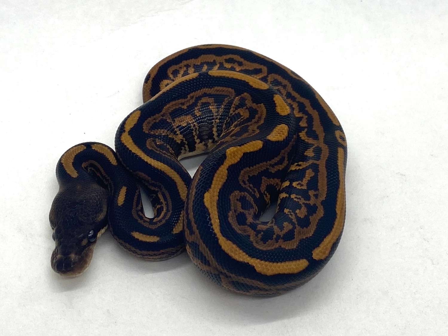 Leopard Yellowbelly Black Pastel 100% Het Ultramel Ball Python by ...