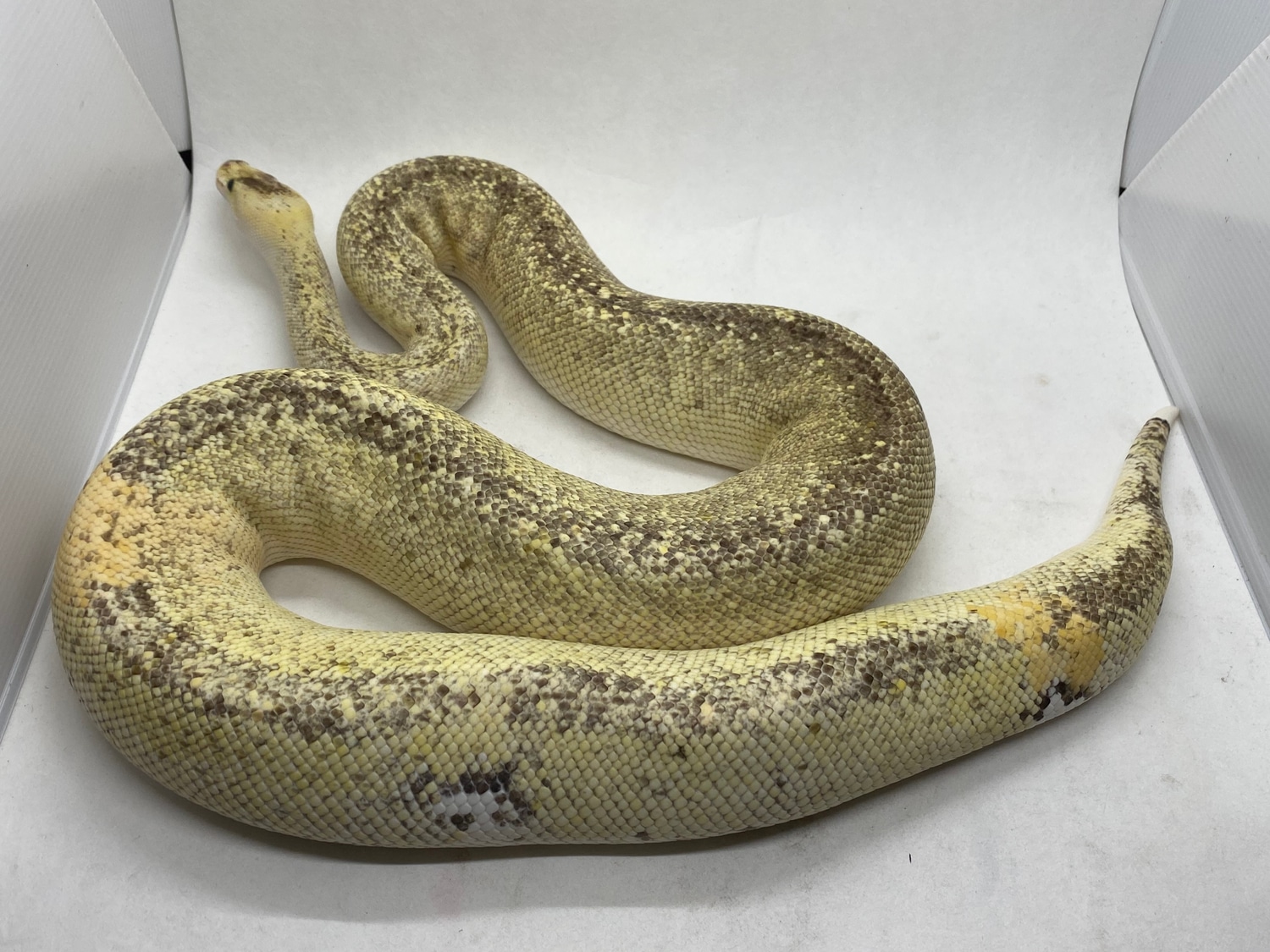 Champagne Pewter Ball Python by American Made Exotics, LLC - MorphMarket