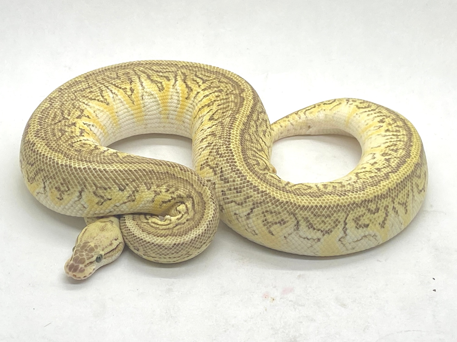 Hurricane Lesser Pastel Pinstripe (Possible YB Leopard) 66% Pos Het ...