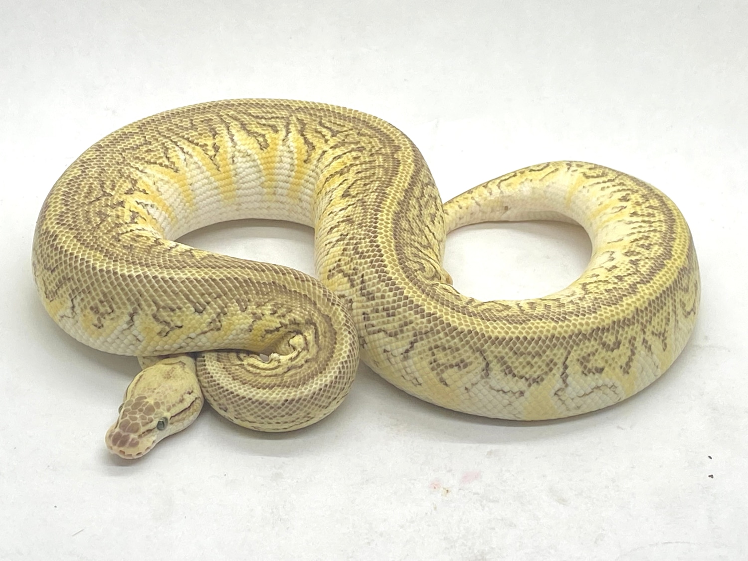 Hurricane Lesser Pastel Pinstripe (Possible YB Leopard) 66% Pos Het Clown Ball Python by ...
