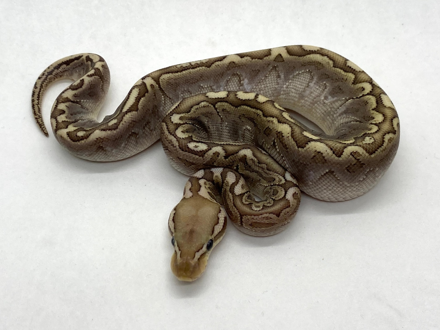 Bamboo (Possible Bongo) 66% Pos Het Clown Ball Python by American Made Exotics, LLC - MorphMarket