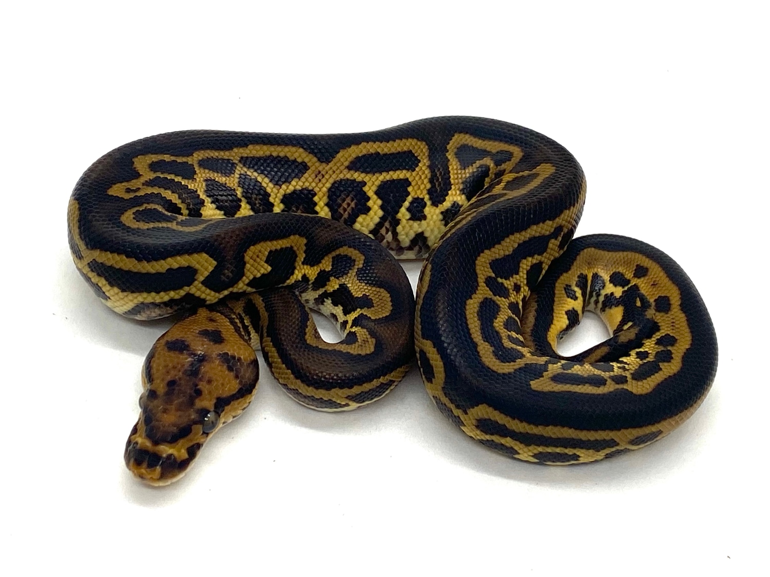 Clown Hurricane Leopard (Possible Yellowbelly) Ball Python by American ...
