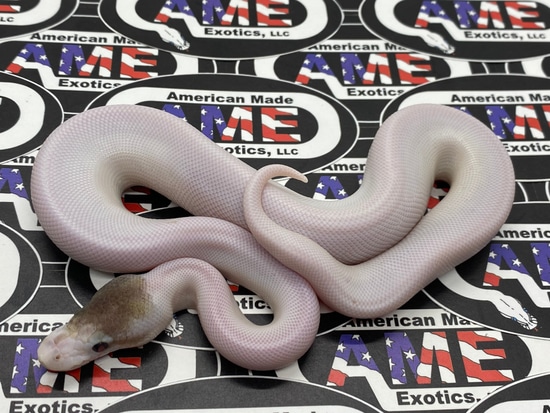 Pied Cinnamon (Possible Pastel Or Mojave Or Leopard) 100% Het Lavender ...