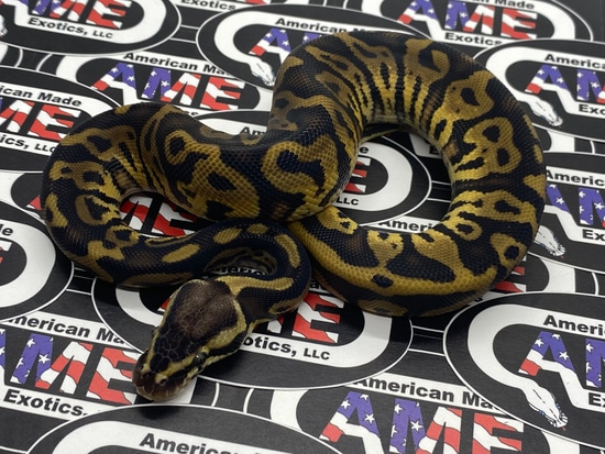 Leopard Pastel Ball Python by American Made Exotics, LLC