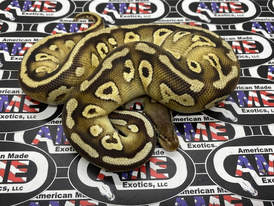 Pastave 100% Het Clown 100% Het Pied Ball Python by American Made Exotics, LLC