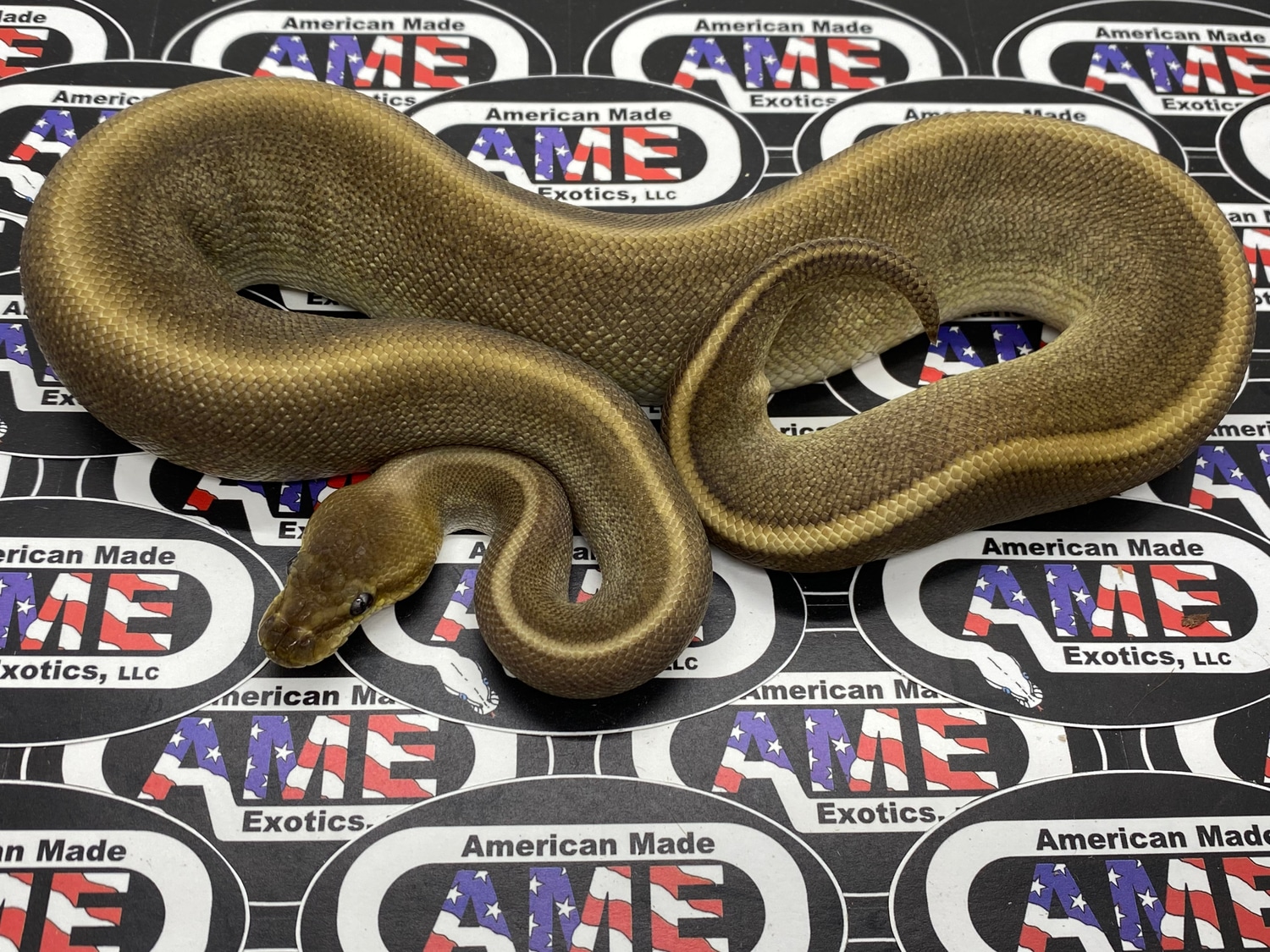 Super Chocolate Mojave Pinstripe (Possible Pastel) 100% Het Desert ...
