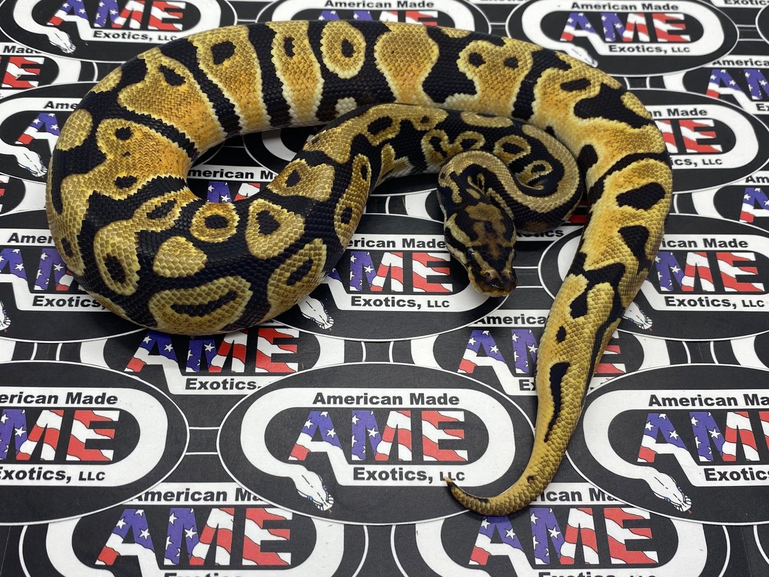 Orange Dream Spotnose 100% Het Pied 100% Het Clown Ball Python by ...