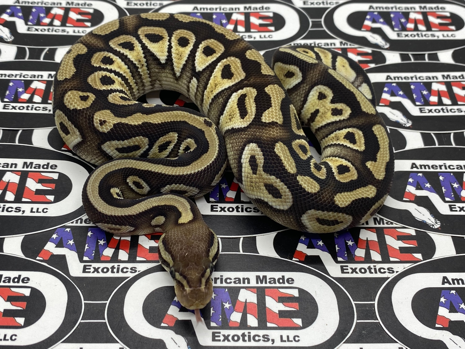 Pastave 100% Het Desert Ghost 50% Pos Het Hypo Ball Python by American Made Exotics, LLC ...