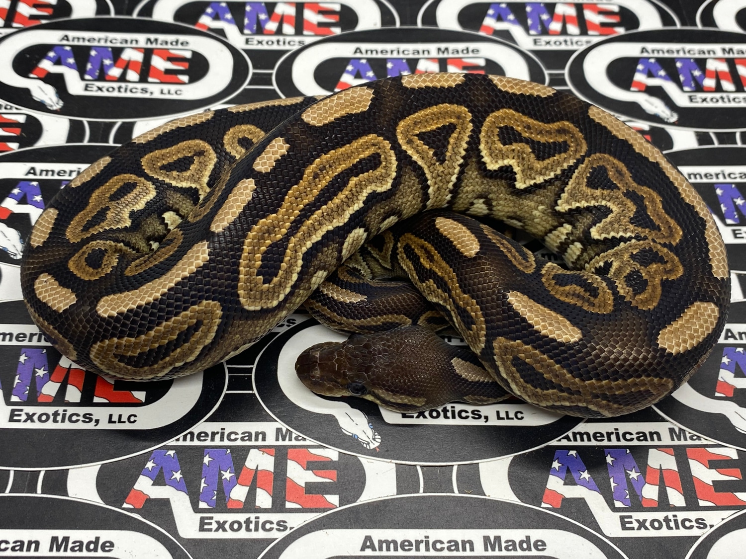 Cinnamon 100% Het Ultramel Ball Python by American Made Exotics, LLC ...