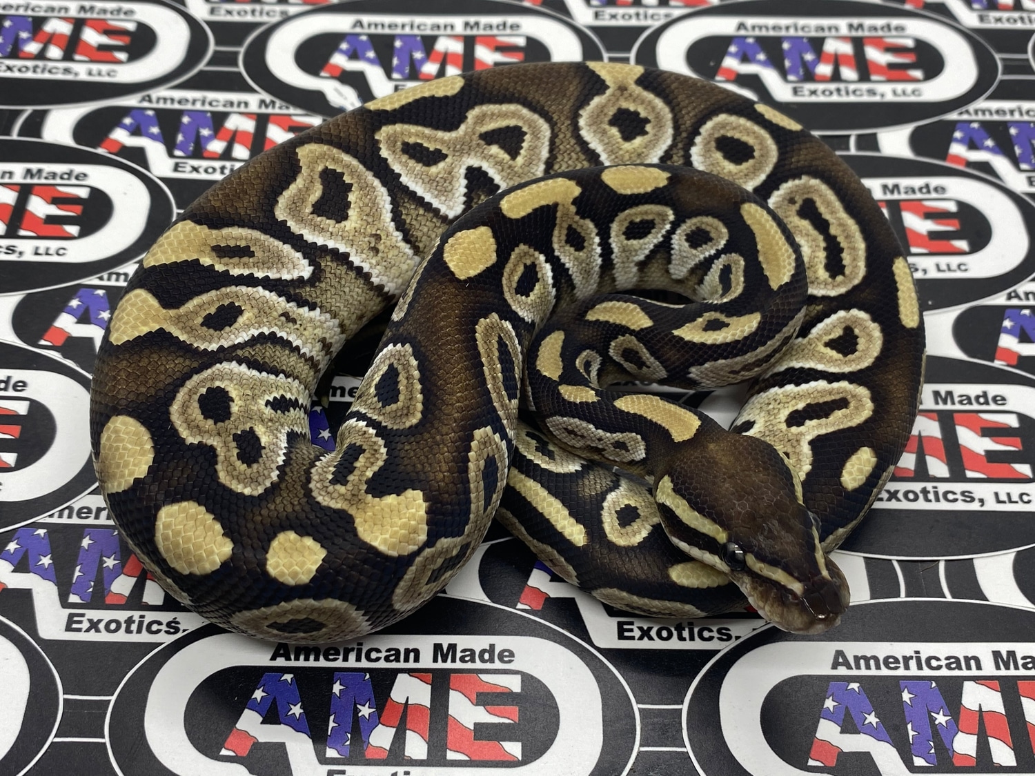 Mojave 100% Het Lavender Albino 100% Het VPI Axanthic Ball Python by ...