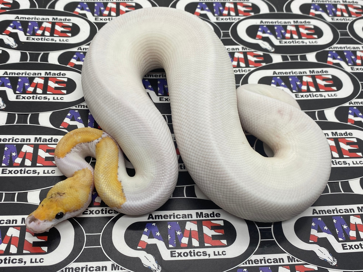 Champagne Combo 100% Het Clown 100% Het Pied (Possible Black Pastel ...