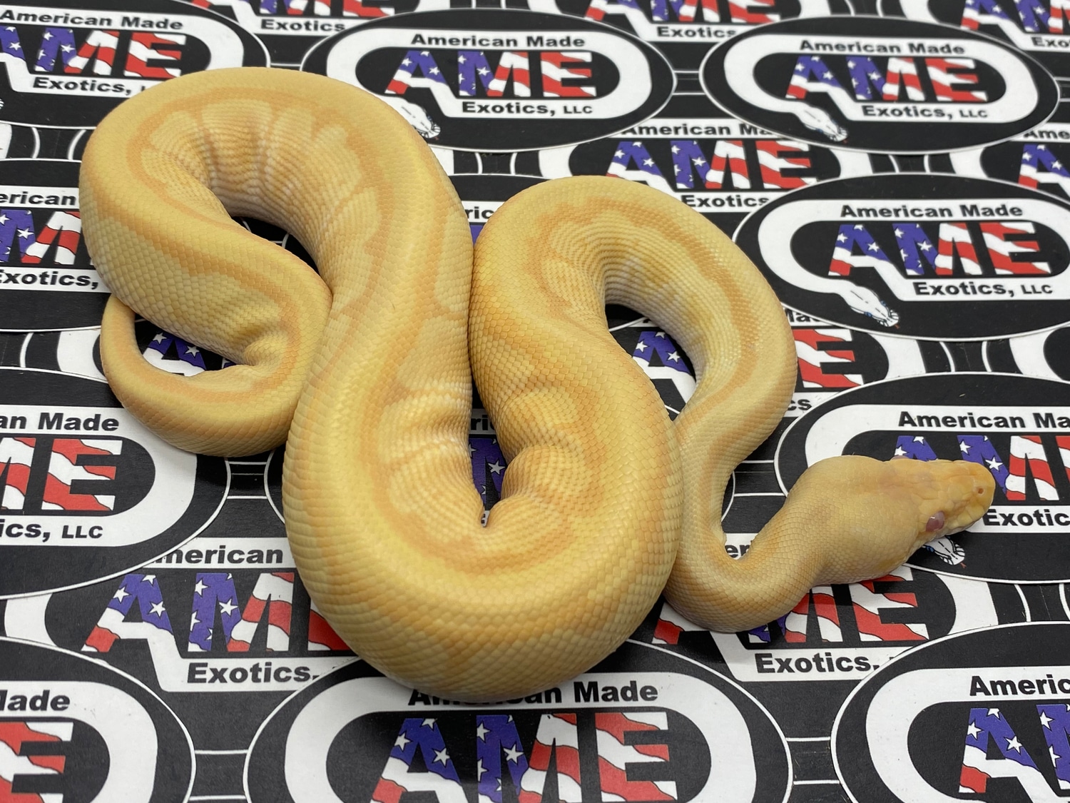 Albino Pinstripe Combo (Possible Cypress / Honey / And Or Yellowbelly ...