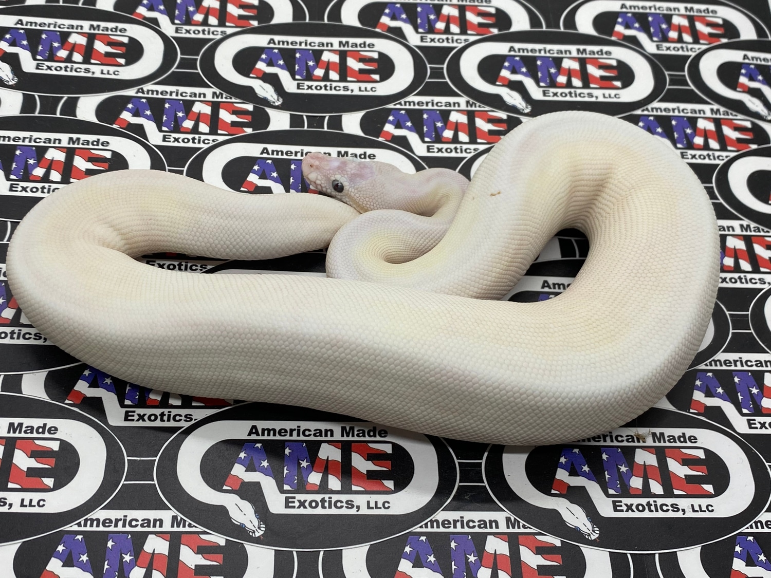 Scaleless Head Super Mojave Pastel (Possible Cinnamon And Or Super ...